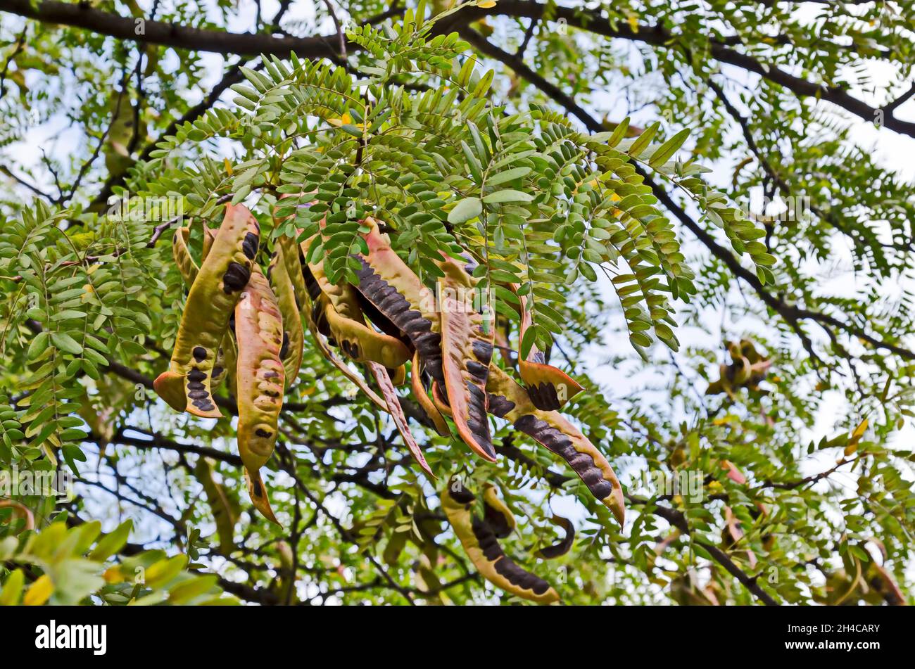 Gleditsia triacanthos tree with leaves and fruit during autumn, Sofia ...