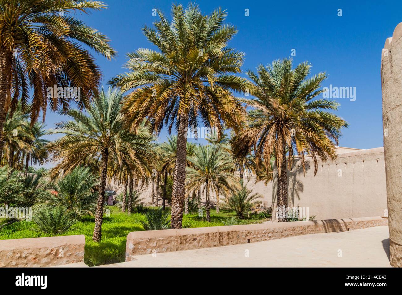 Oman date palm trees hi-res stock photography and images - Alamy