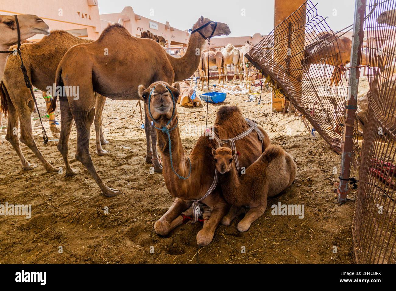 Camel cage at the Animal Market in Al Ain, UAE Stock Photo - Alamy