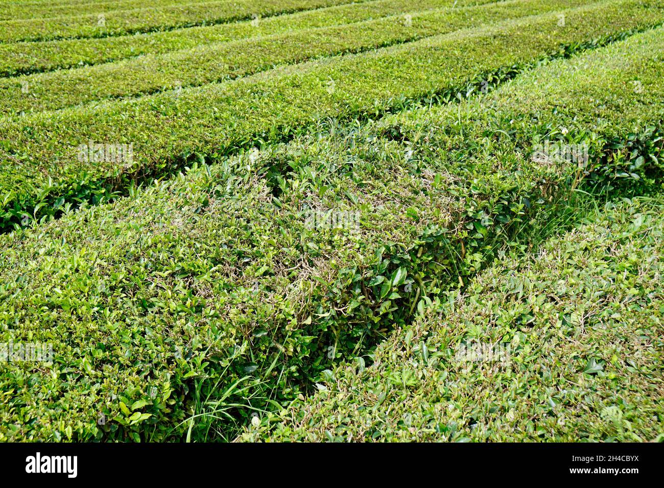 Tea farmer azores hi-res stock photography and images - Alamy
