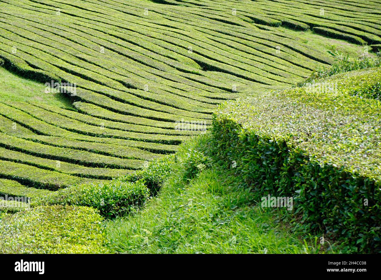 green tea fields on the azores islands Stock Photo - Alamy