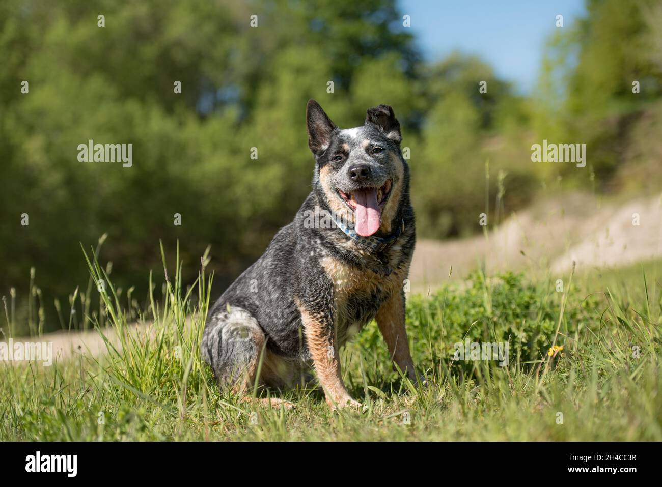 Queensland Heeler Australian Shepherd Mix