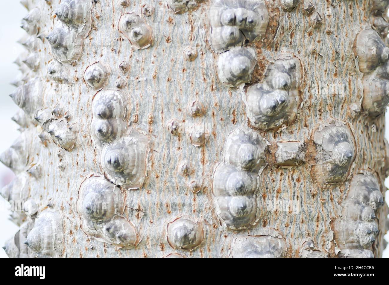 Bombacaceae hi-res stock photography and images - Alamy