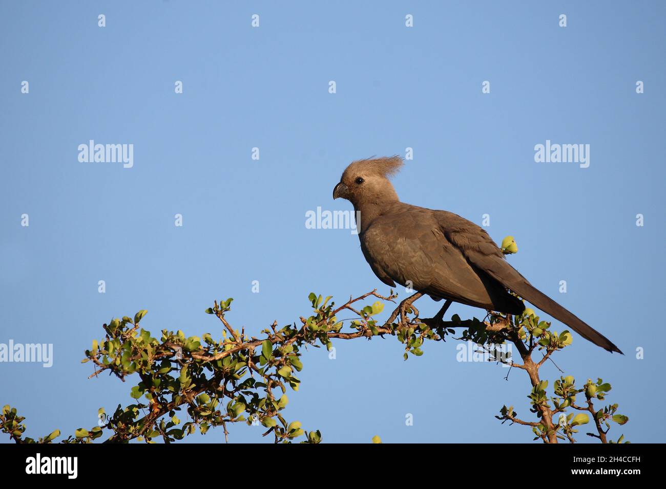 Graulärmvogel / Grey lourie or Grey go-away-bird / Corythaixoides ...