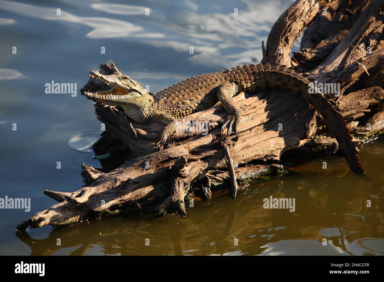Nilkrokodil / Nile crocodile / Crocodylus niloticus Stock Photo - Alamy
