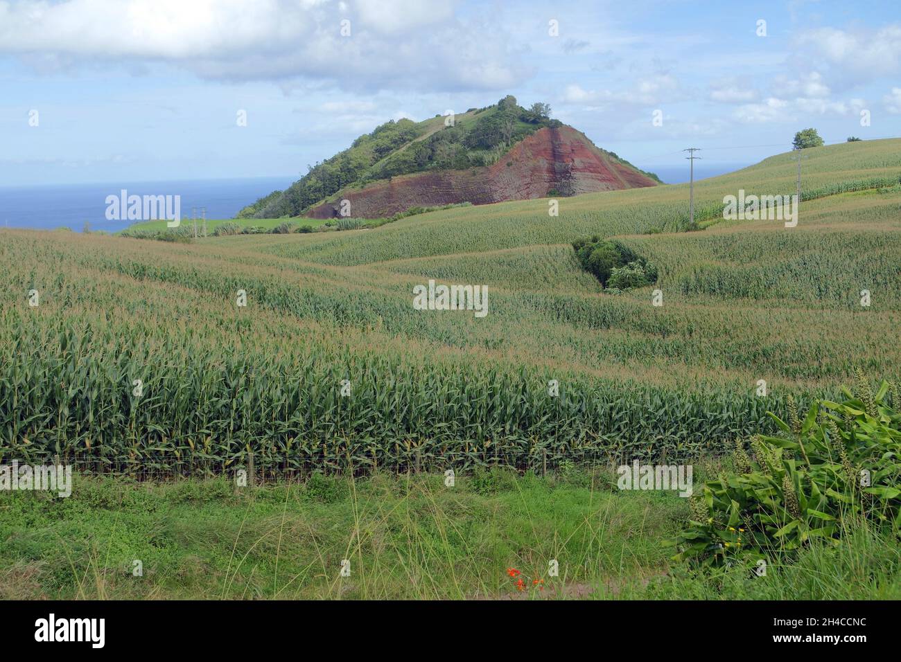 green farmland on the azores islands Stock Photo - Alamy