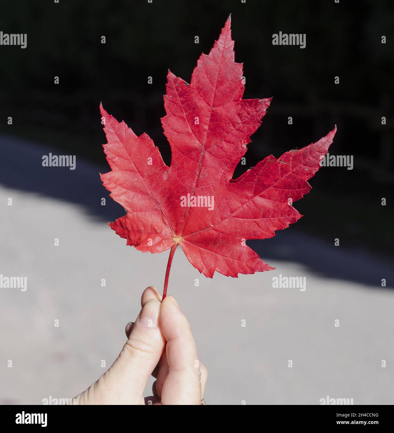 red fall leaf on dark background Stock Photo - Alamy