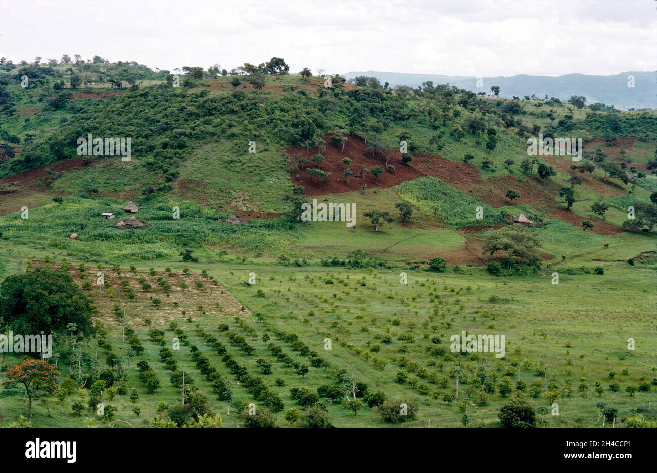 Africa, Ethiopia Bahir Dar, 1976. A farm on the green hillside with ...