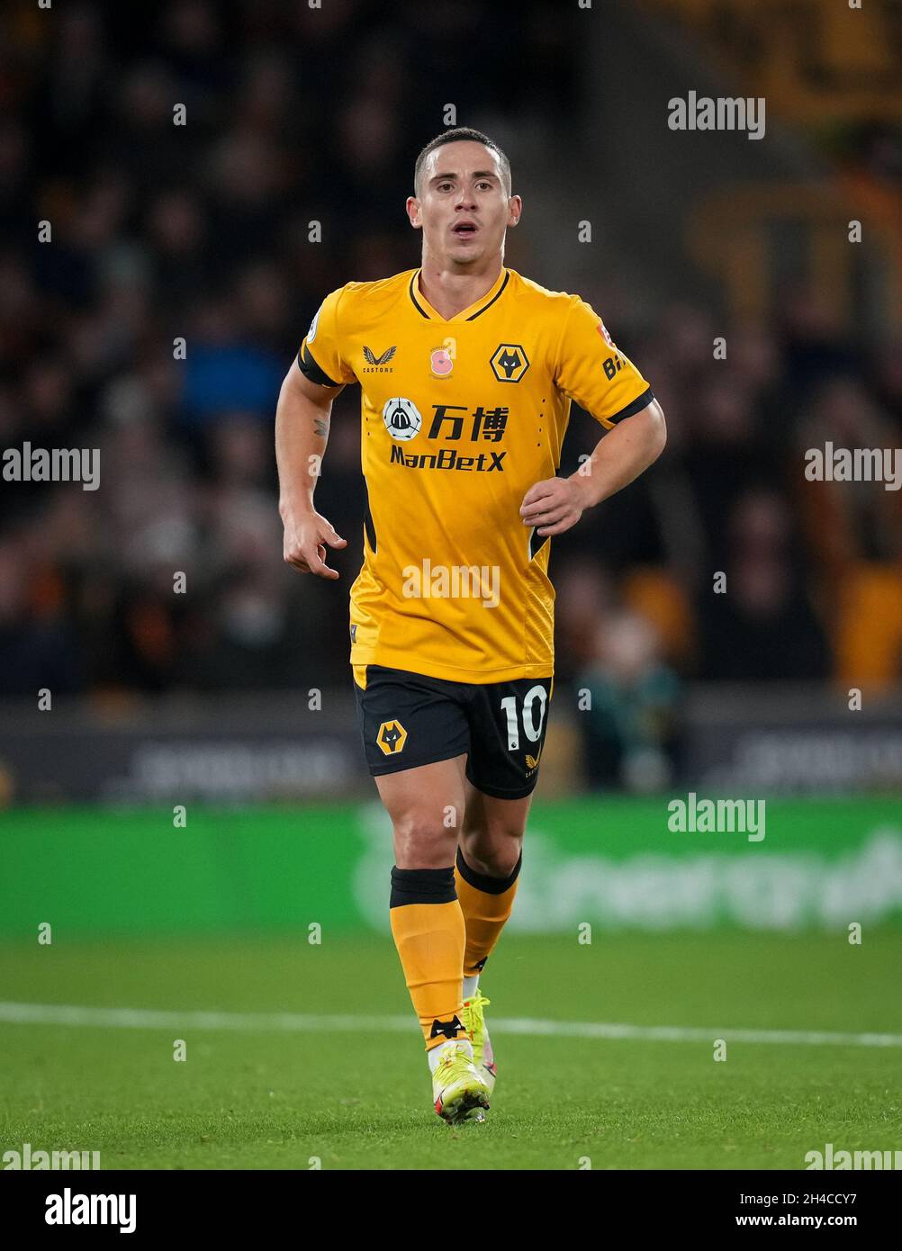 Podence wolves hi-res stock photography and images - Alamy