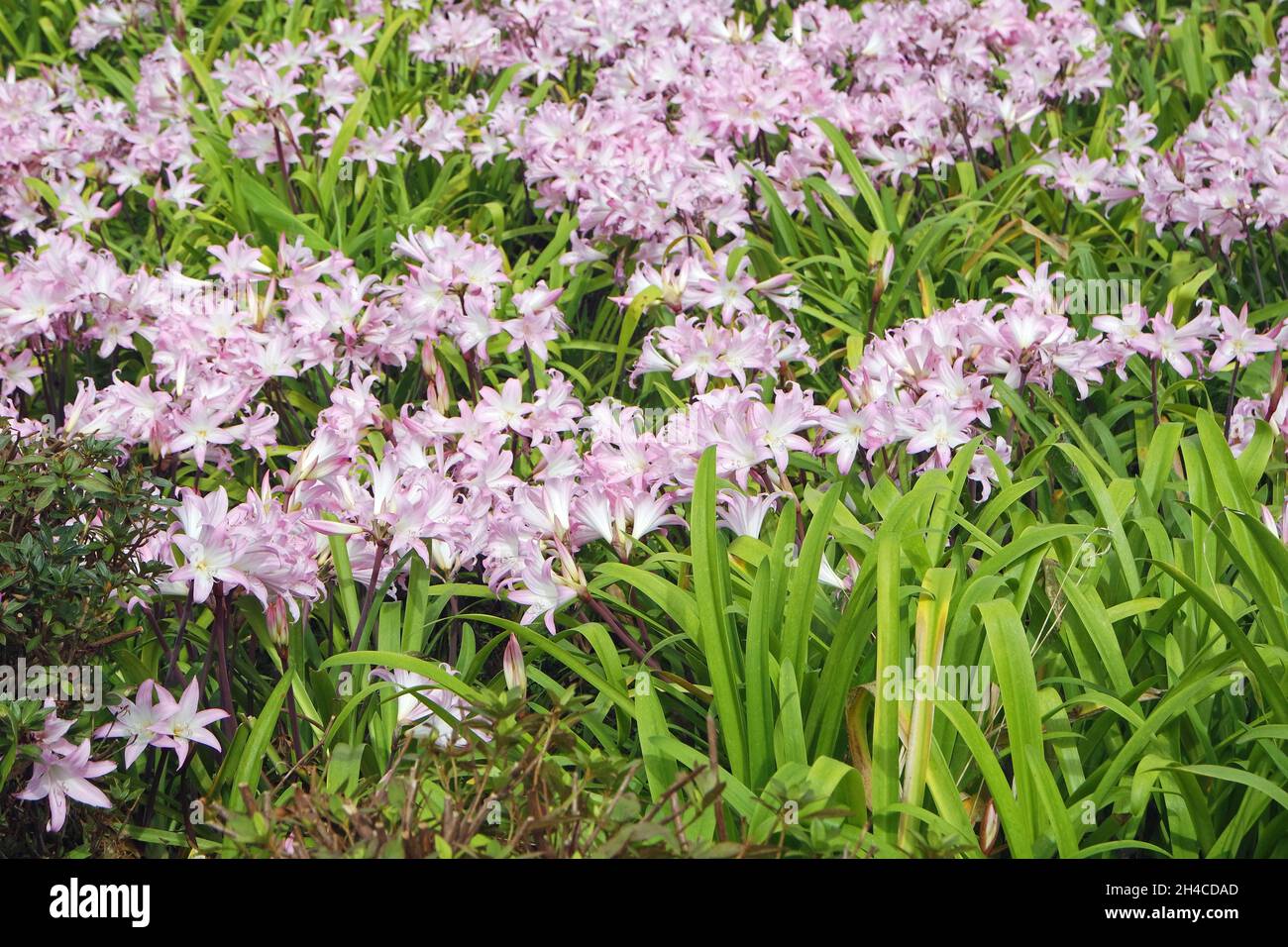 colorful flowers on azores island sao miguel Stock Photo - Alamy