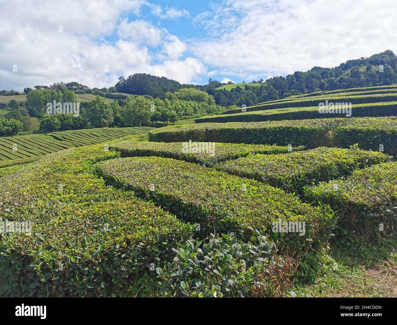 Tea farmer azores hi-res stock photography and images - Alamy