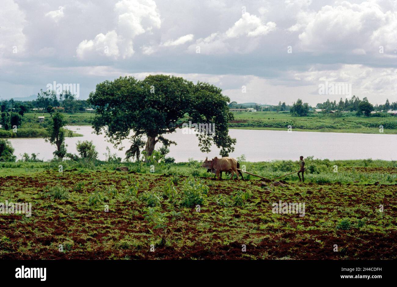 Ox plough africa hi-res stock photography and images - Alamy