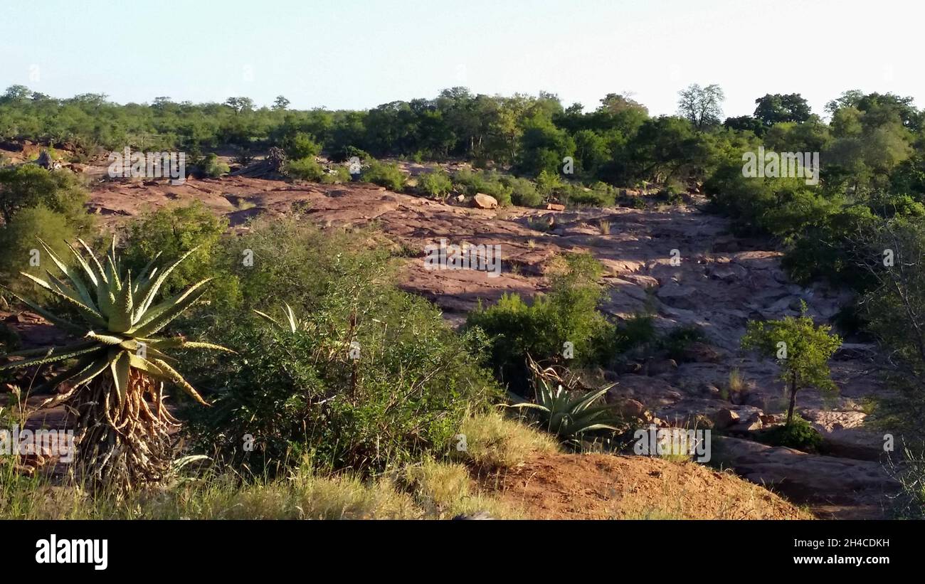Afrikanischer Busch - Krügerpark - Red Rocks / African Bush - Kruger ...