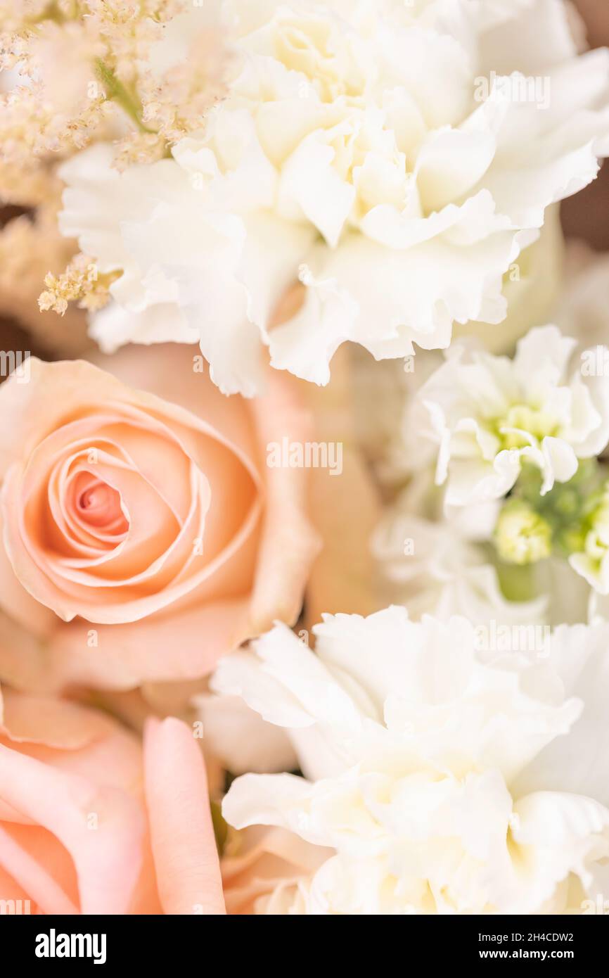 Creamy color hi-res stock photography and images - Alamy