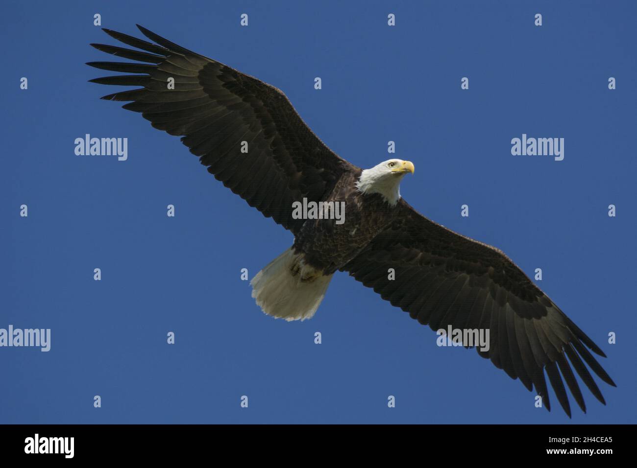 Bottom view of a flying Bald Eagle against a clear blue sky on a sunny ...