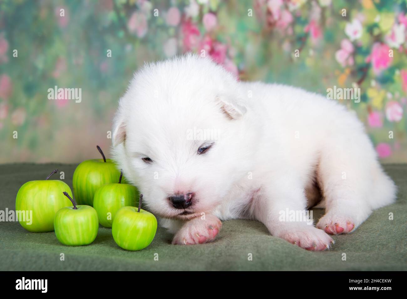 White fluffy small Samoyed puppy dog with apples Stock Photo - Alamy