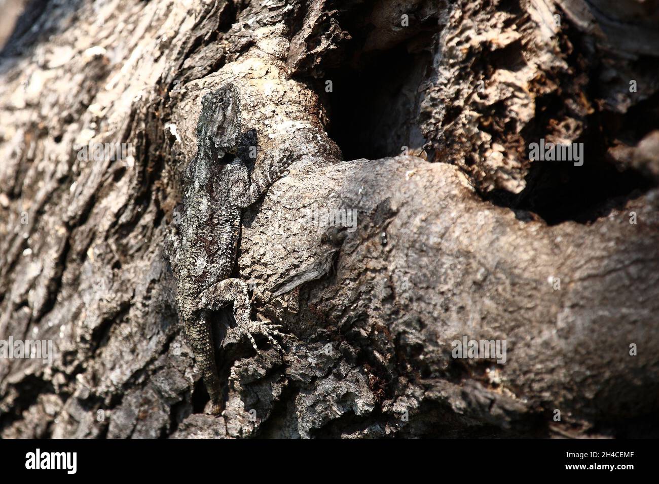 Atlasagame oder Blaukehlagame / Black-necked agama or Southern tree ...