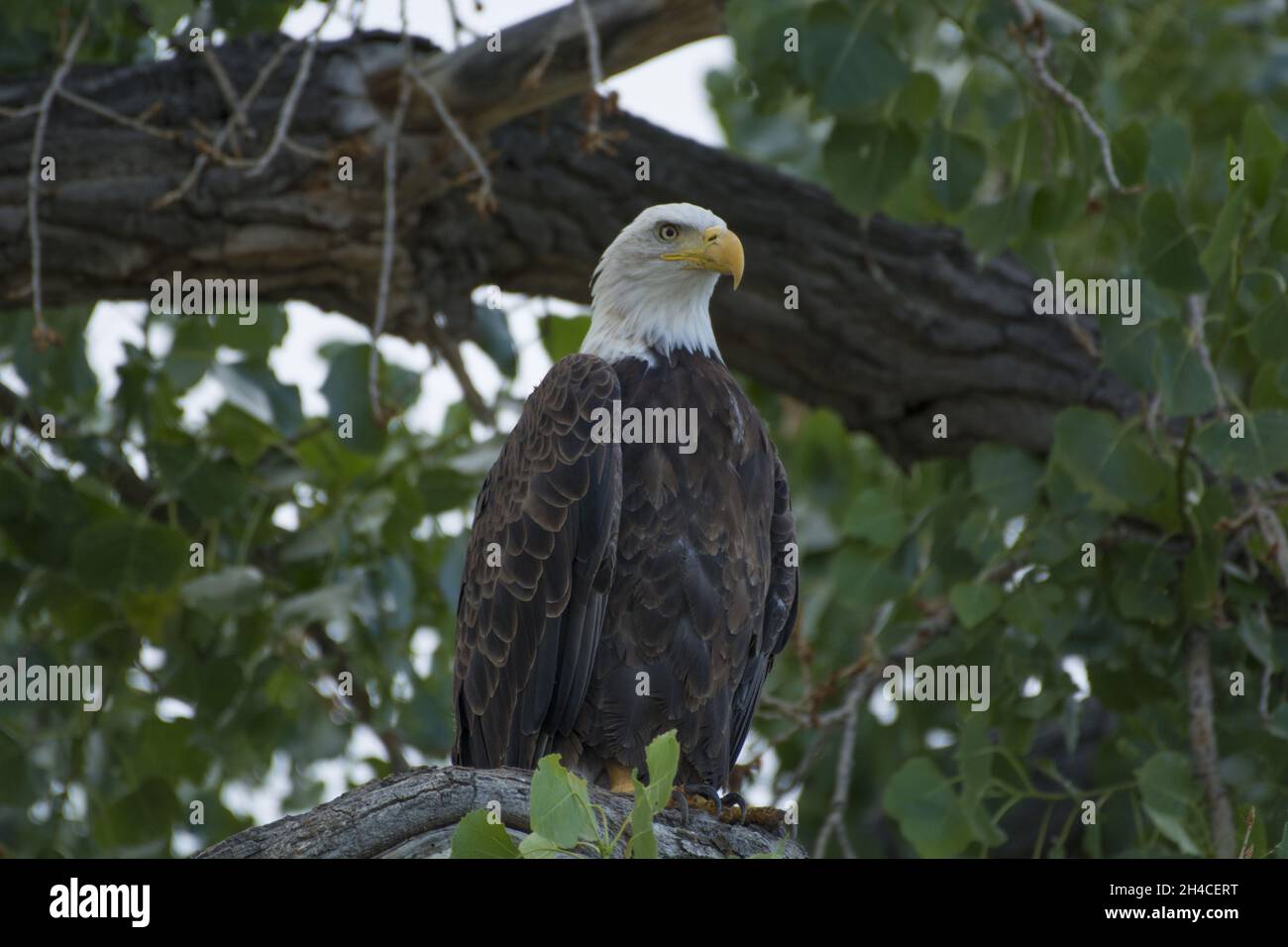Closeup shot of a Bald Eagle on the old tree branch amid green leaves ...