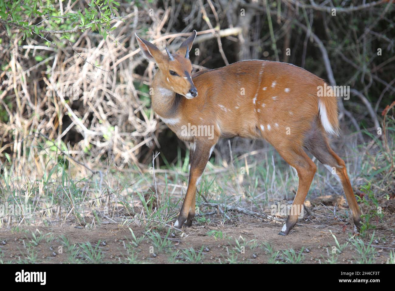 Buschbock / Bushbuck / Tregelaphus scriptus Stock Photo - Alamy