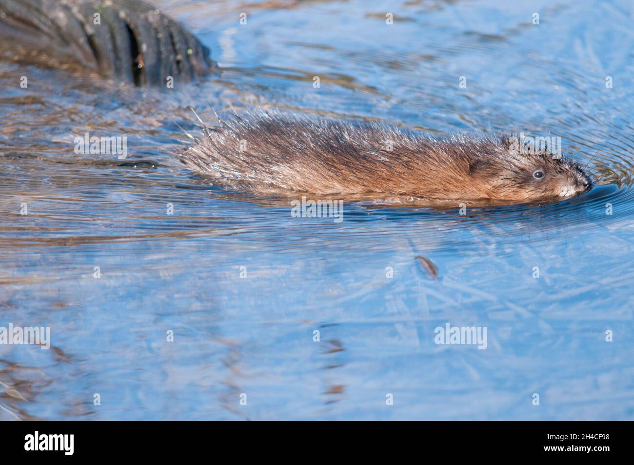 Muskrat going for a swim Stock Photo - Alamy