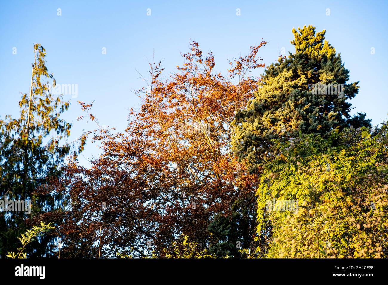Trees And Bushes In Late Evening Autumn Sunshine In Surrey England UK ...
