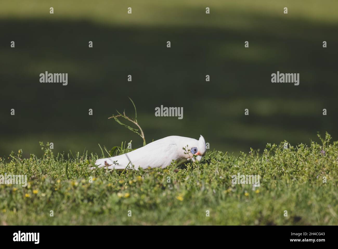 White Corella grazing on green grass Stock Photo - Alamy