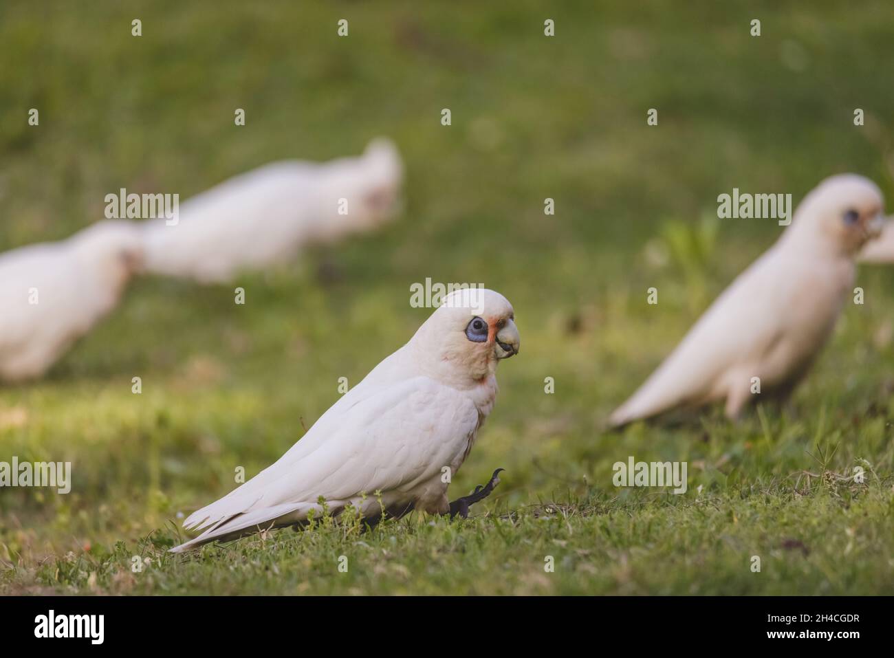 White cocky hi-res stock photography and images - Alamy