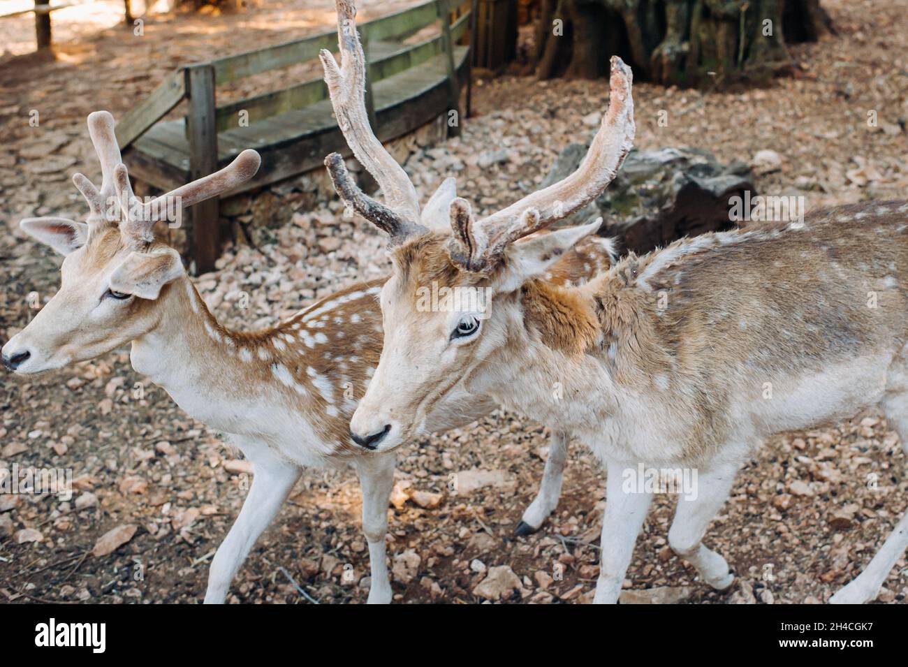 Deer in the Stone open nature reserve, zoo, Reserve on the island of ...