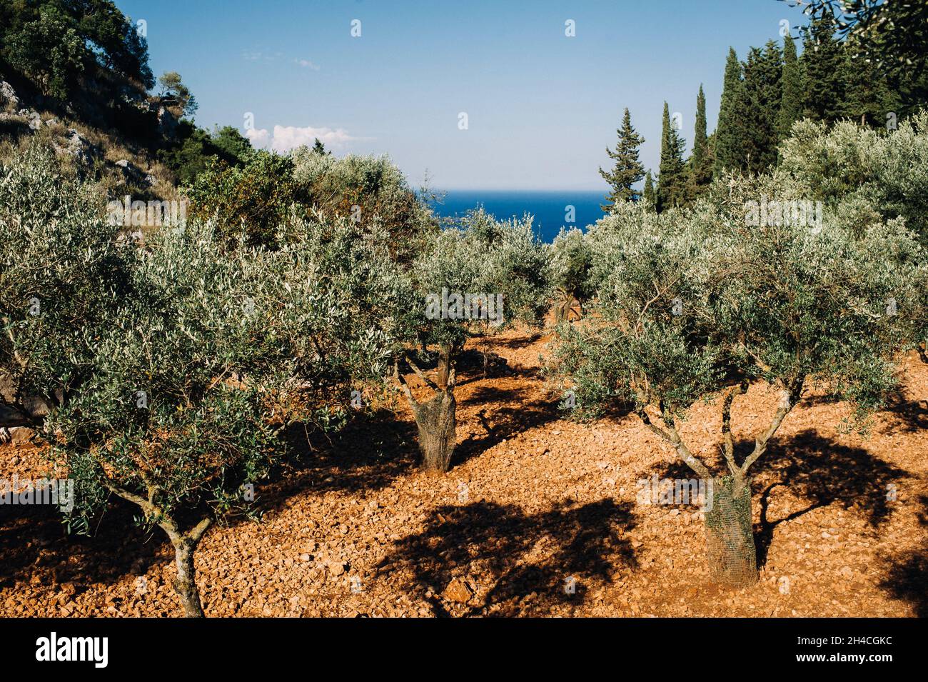 Greece. Zakynthos. Island landscape. Olive grove. Green large trees ...