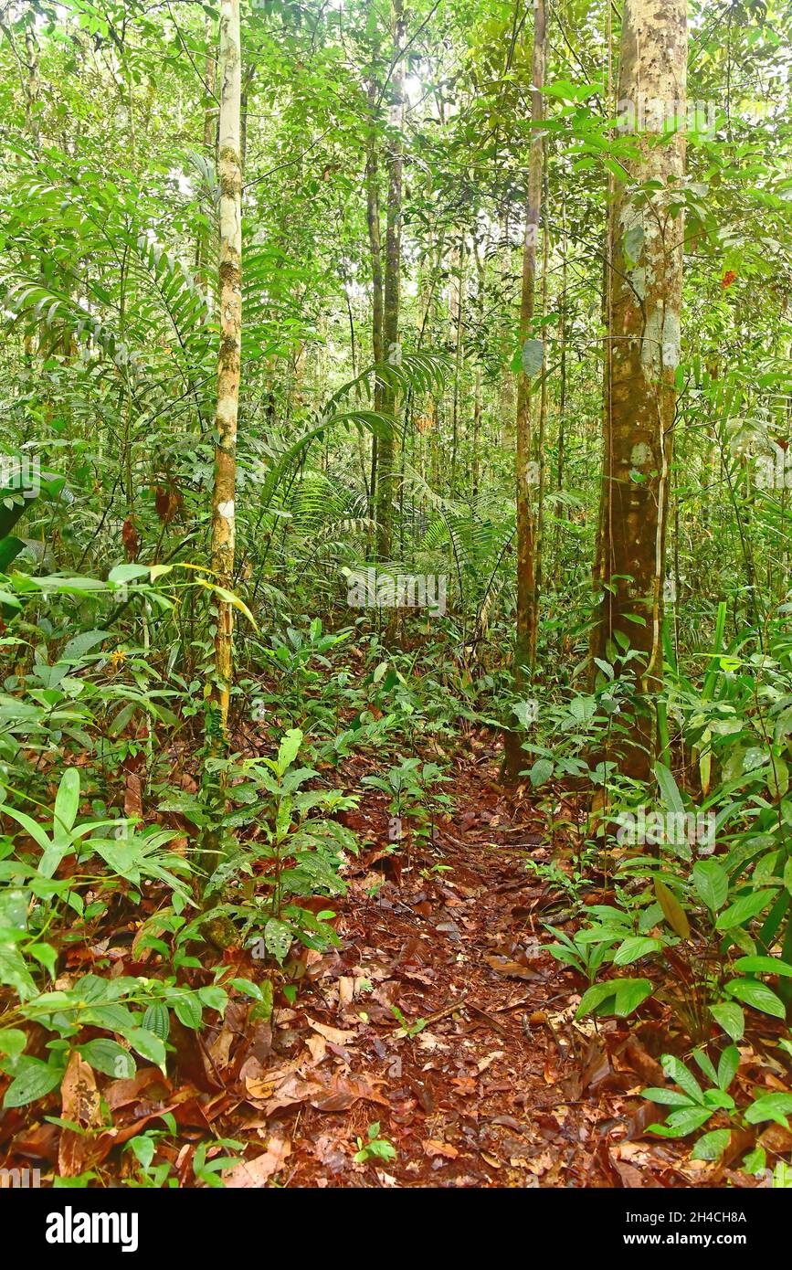 View of Amazon rainforest near to Rio Cuieiras river in Manaus, Brasil ...