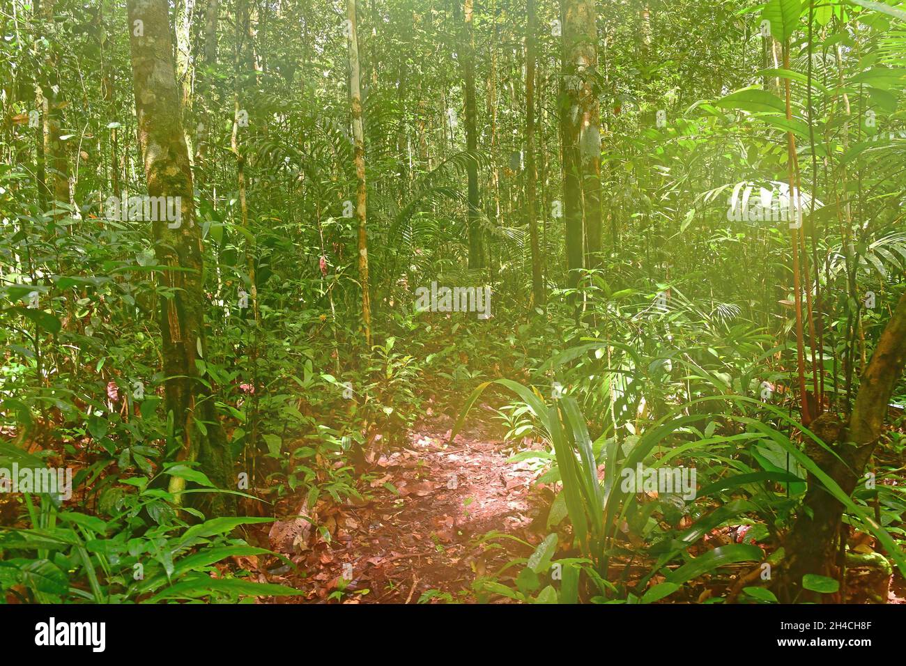 View of Amazon rainforest near to Rio Cuieiras river in Manaus, Brasil ...