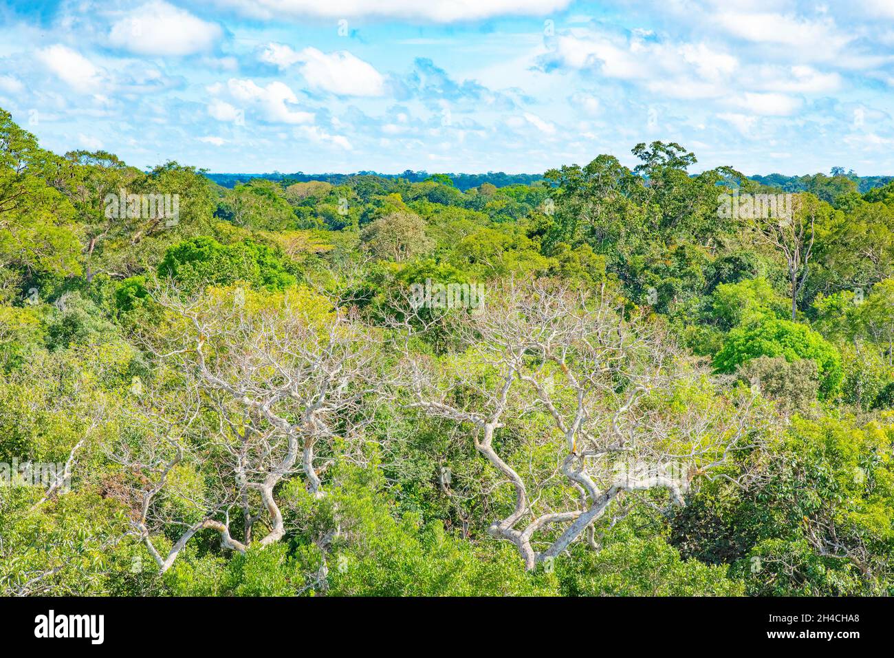 Aerial treetop view of Amazon canopy taken from tower observatory in ...