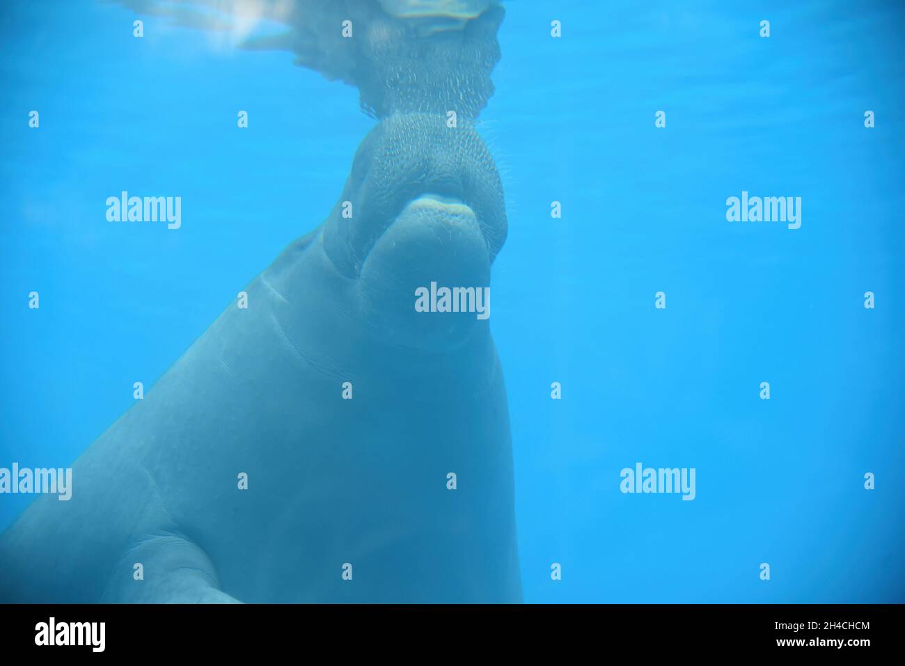 Trichechus inunguis amazonian manatee hi-res stock photography and ...