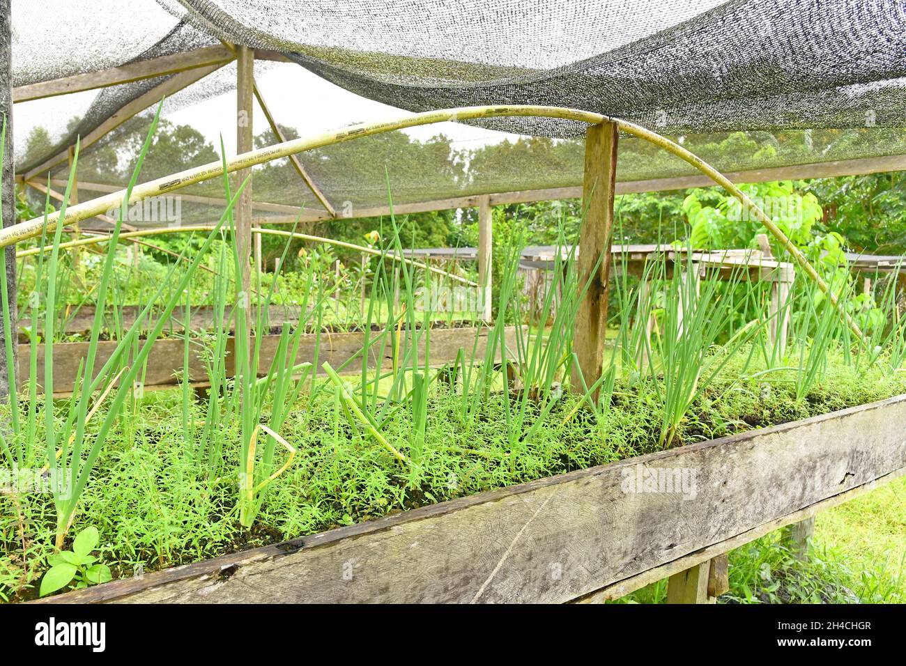 Onion (Allium cepa) plants growing in a raised garden wooden box Stock ...