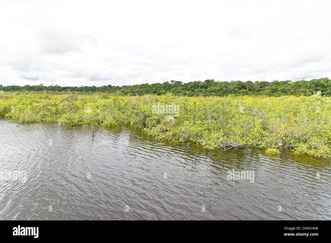 Amazon flooded forest as seen from the boat along Cuieiras River in ...