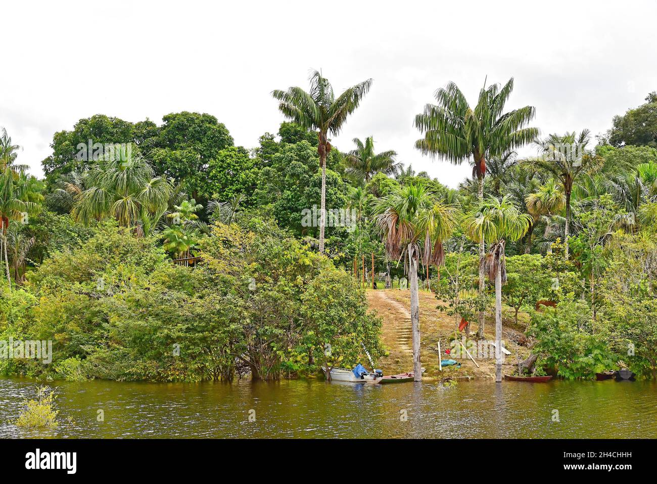 Amazon flooded forest as seen from the boat along Cuieiras River in ...