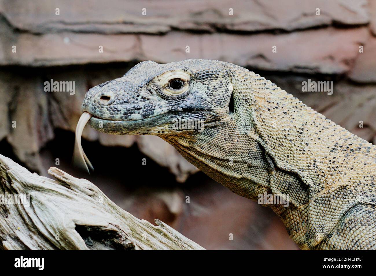 Closeup of a komodo dragon's head in the zoo Stock Photo - Alamy