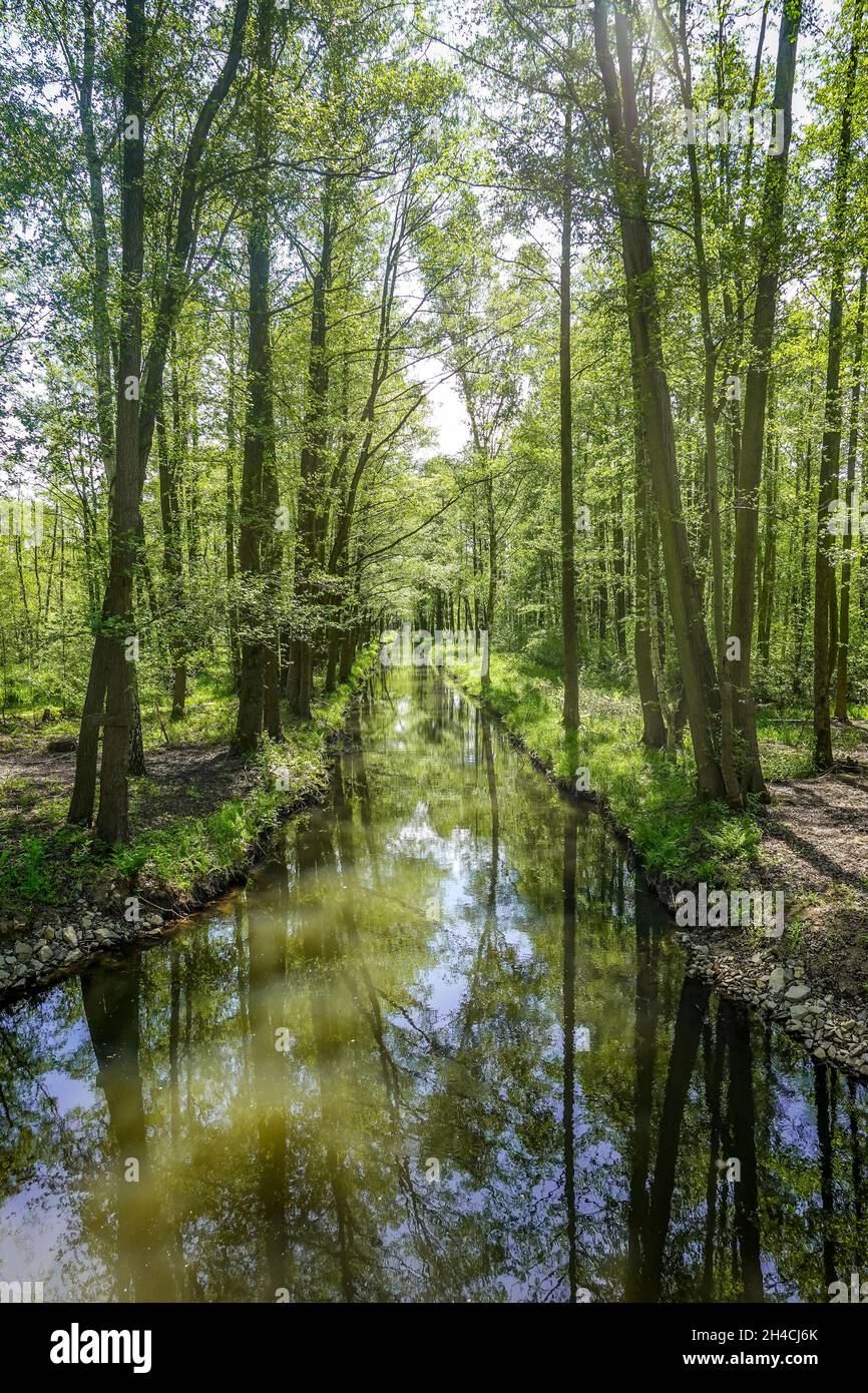 Lehder Fließ, Lehde, Lübbenau, Spreewald, Brandenburg, Deutschland ...