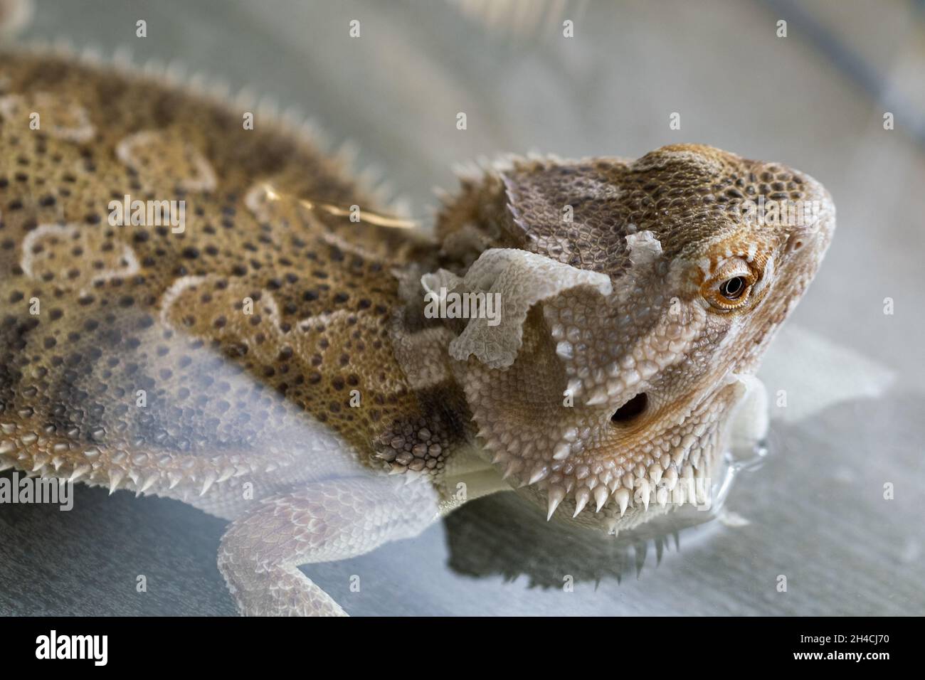 Eastern bearded dragon, a lizard with a beard and spines. Lizard ...