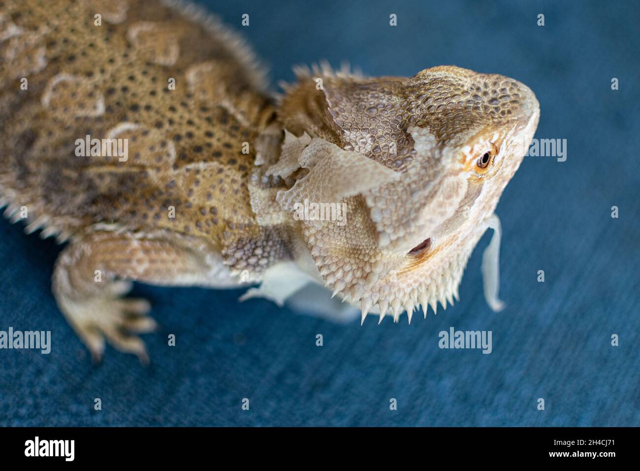 Eastern bearded dragon, a lizard with a beard and spines. Lizard ...