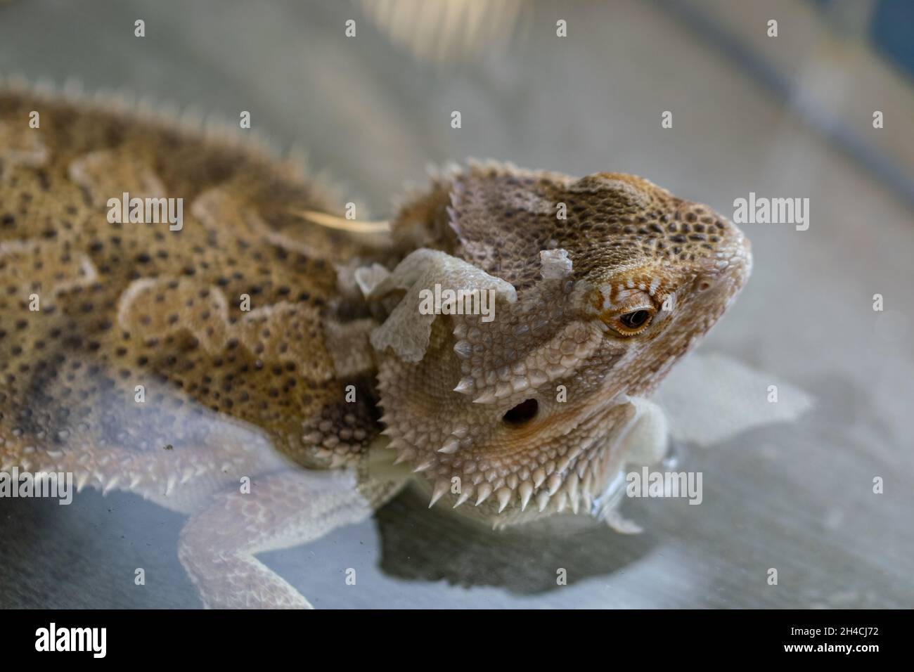 Eastern bearded dragon, a lizard with a beard and spines. Lizard ...