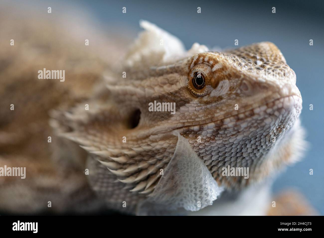 Eastern bearded dragon, a lizard with a beard and spines. Lizard ...
