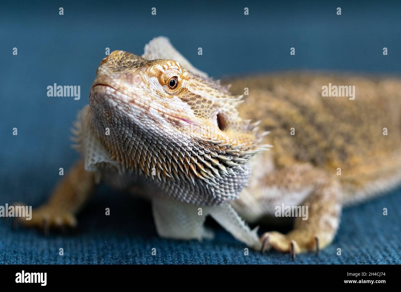 Eastern bearded dragon, a lizard with a beard and spines. Lizard ...