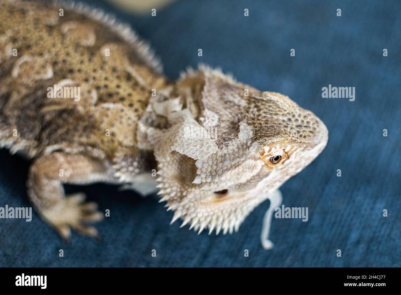 Eastern bearded dragon, a lizard with a beard and spines. Lizard ...
