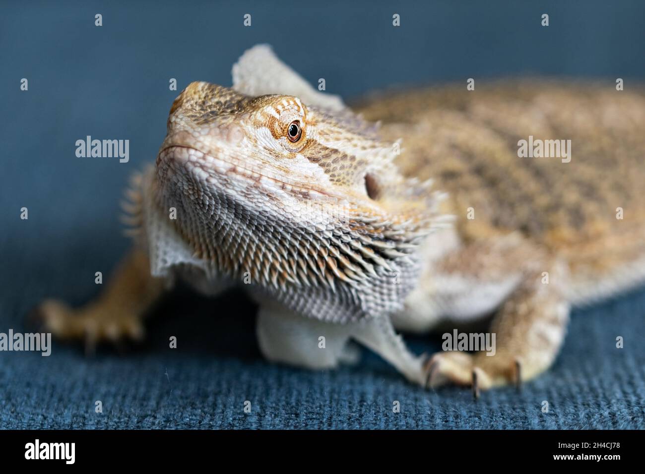 Eastern bearded dragon, a lizard with a beard and spines. Lizard ...