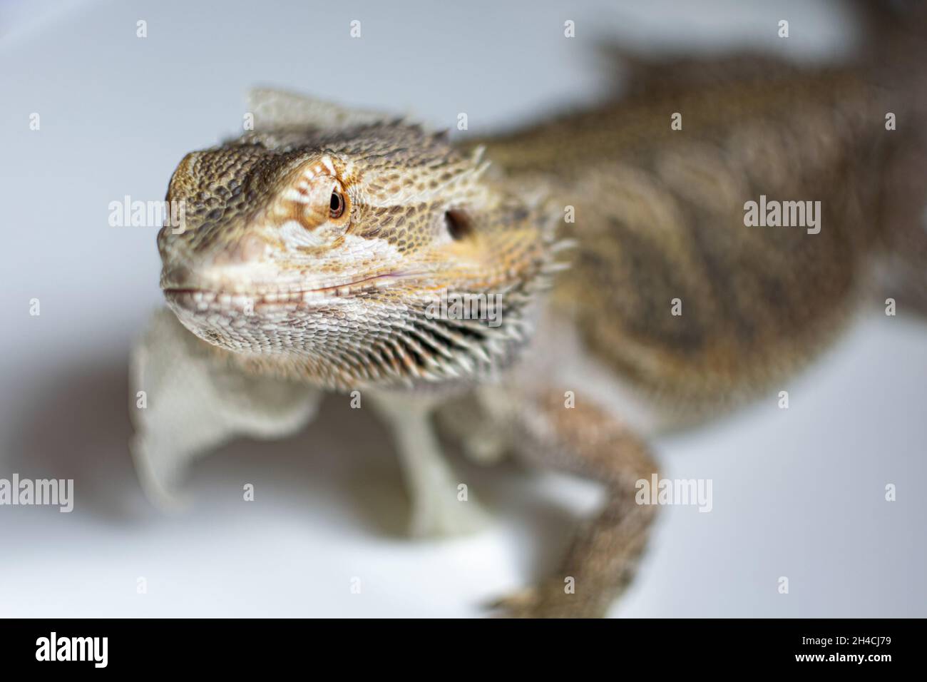Eastern bearded dragon, a lizard with a beard and spines. Lizard ...