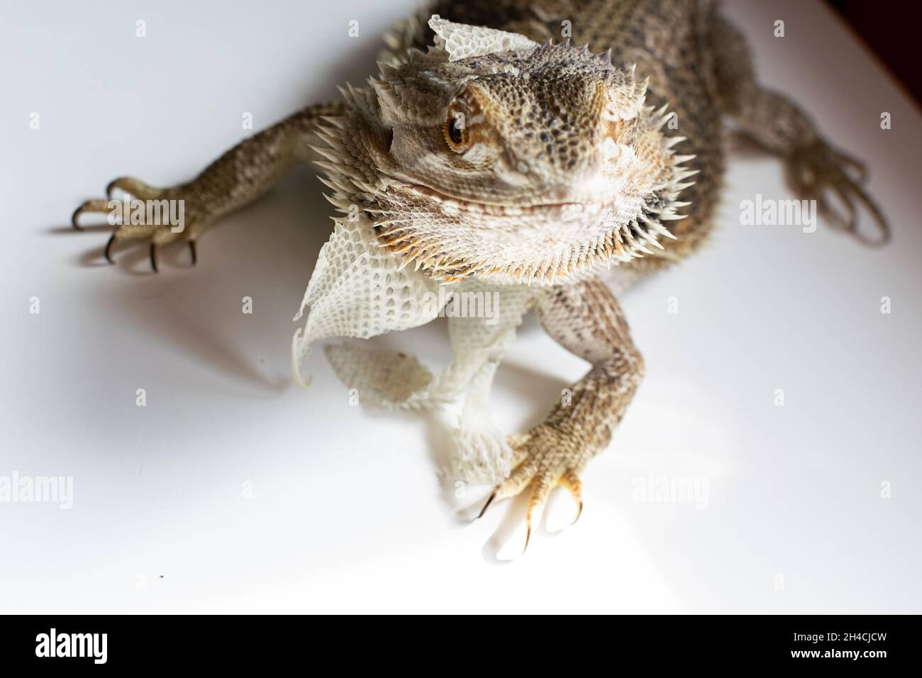 Eastern bearded dragon, a lizard with a beard and spines. Lizard ...