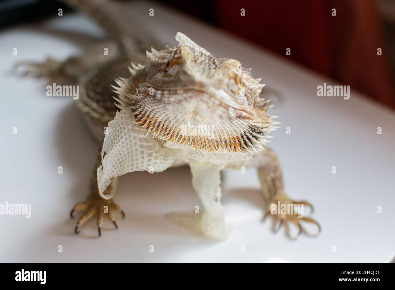 Eastern bearded dragon, a lizard with a beard and spines. Lizard ...