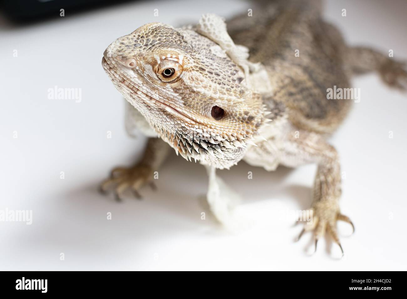 Eastern bearded dragon, a lizard with a beard and spines. Lizard ...