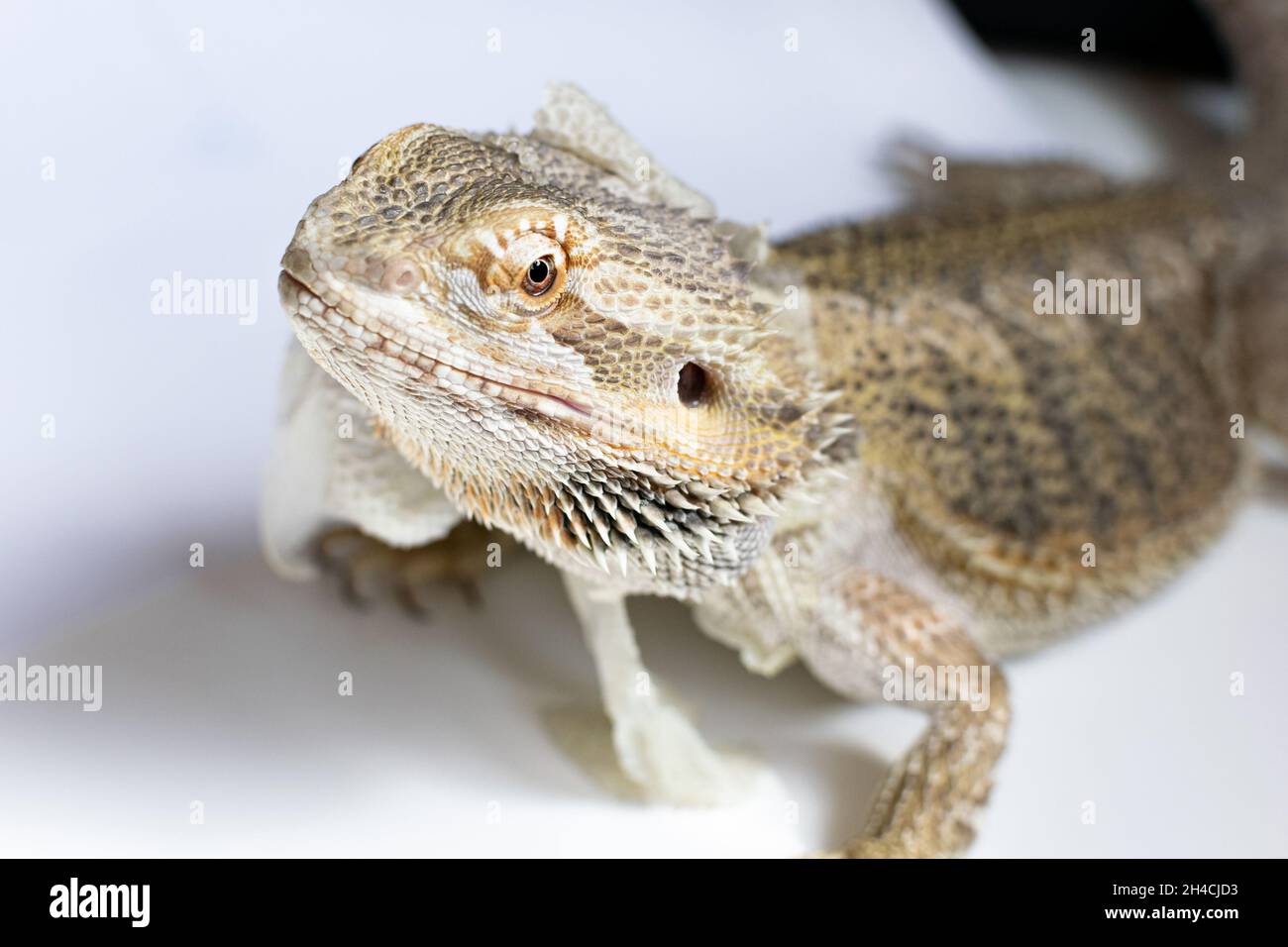 Eastern bearded dragon, a lizard with a beard and spines. Lizard ...